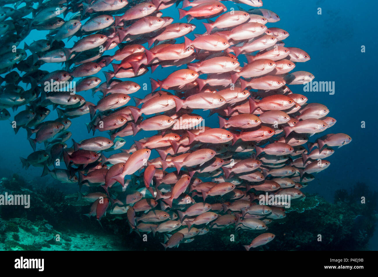 Pinjalo snapper [Pinjalo pinjalo]. West Papua, Indonesia Stock Photo ...