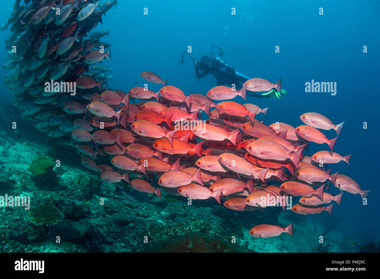 Pinjalo snapper [Pinjalo pinjalo] with a scuba diver taking pictures ...