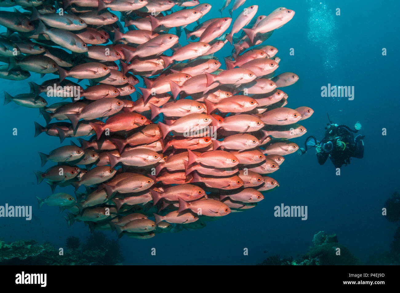 School of slender pinjalo fish hi-res stock photography and images - Alamy