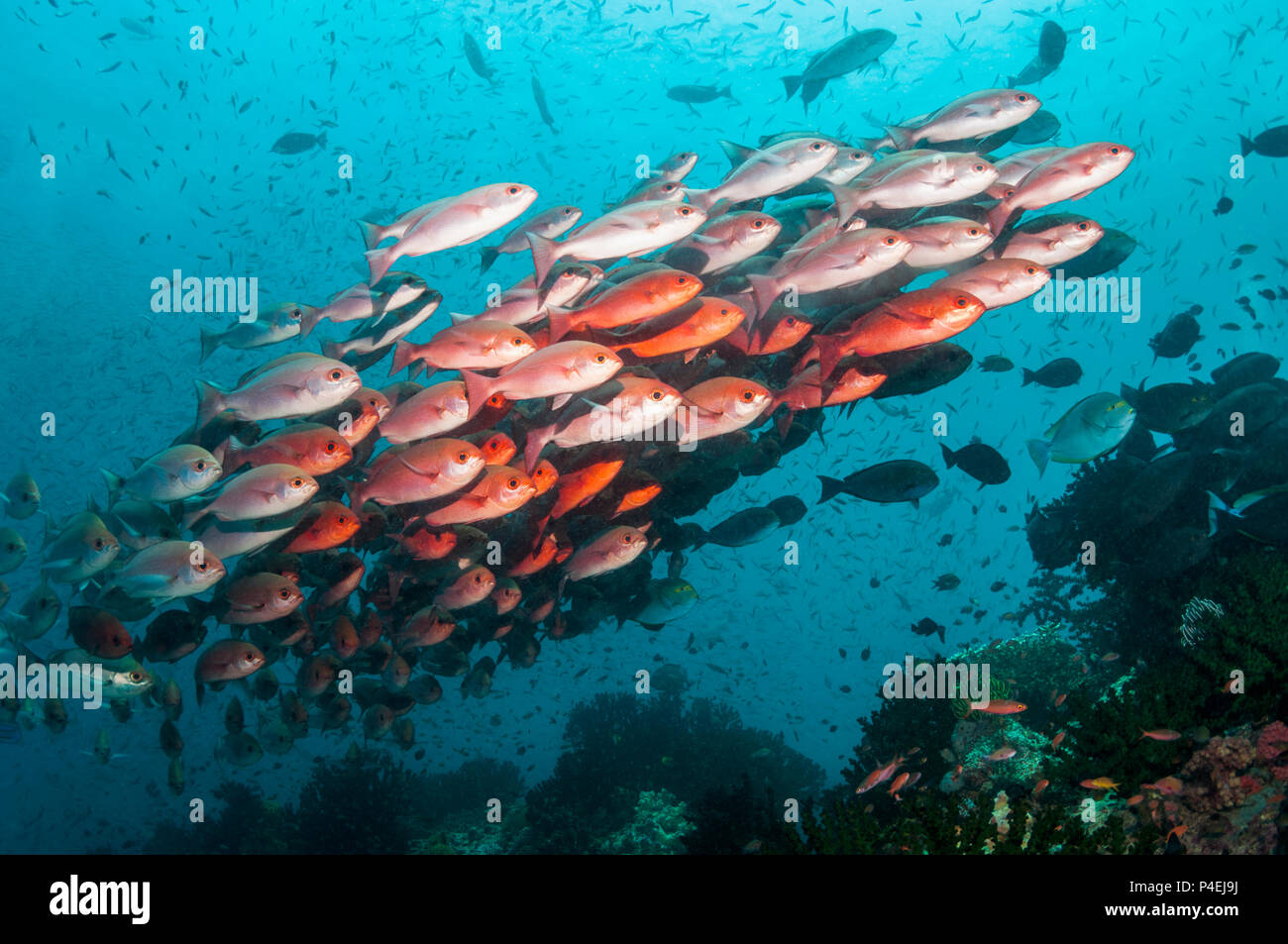 Pinjalo snapper [Pinjalo pinjalo]. West Papua, Indonesia Stock Photo ...