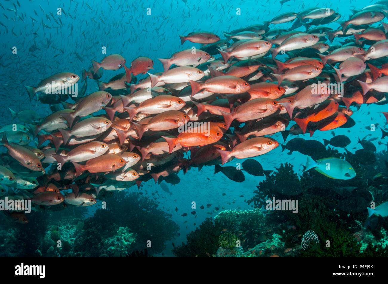 Pinjalo snapper [Pinjalo pinjalo]. West Papua, Indonesia Stock Photo ...