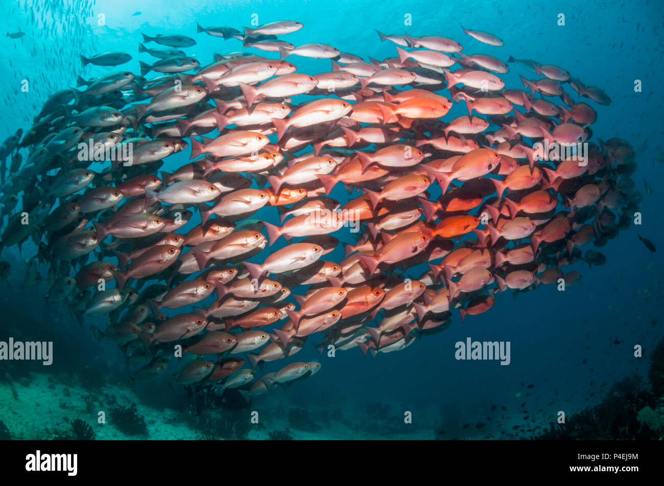 Pinjalo snapper [Pinjalo pinjalo]. West Papua, Indonesia Stock Photo ...