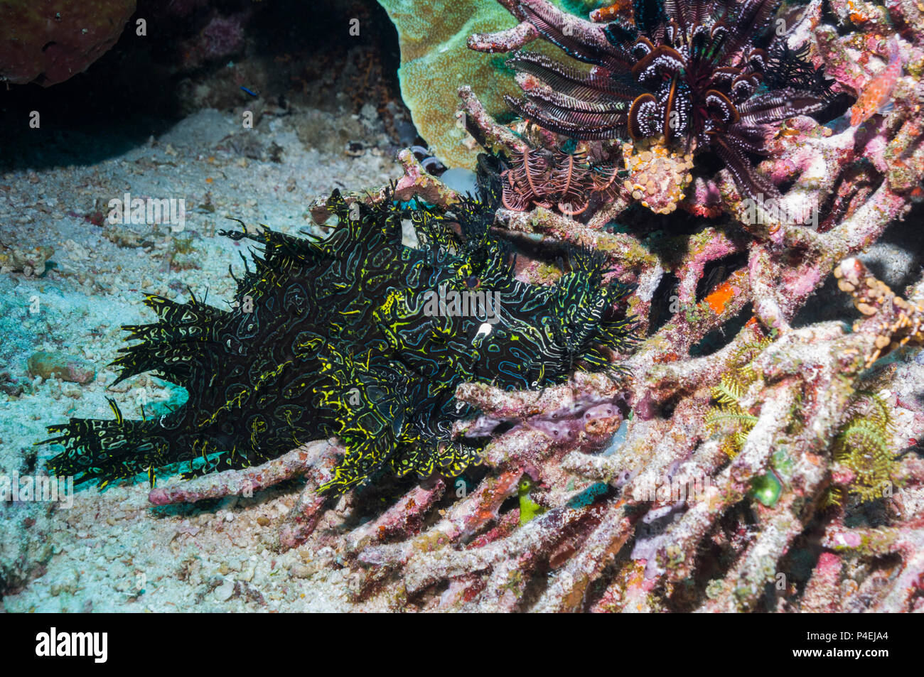 Lacy scorpionfish [Rhinopias aphanes]. Papua New Guinea Stock Photo - Alamy