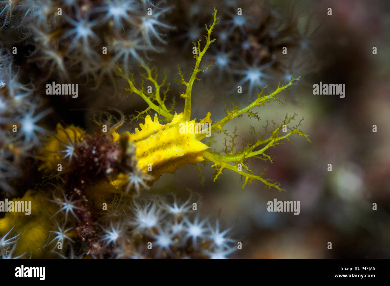 Yellow sea cucumber [Colochirus robustus]. West Papua, Indonesia Stock ...