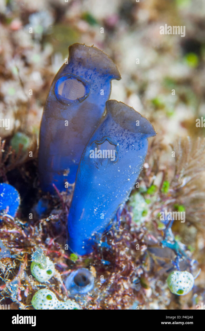 Transparent sea squirt hi-res stock photography and images - Alamy