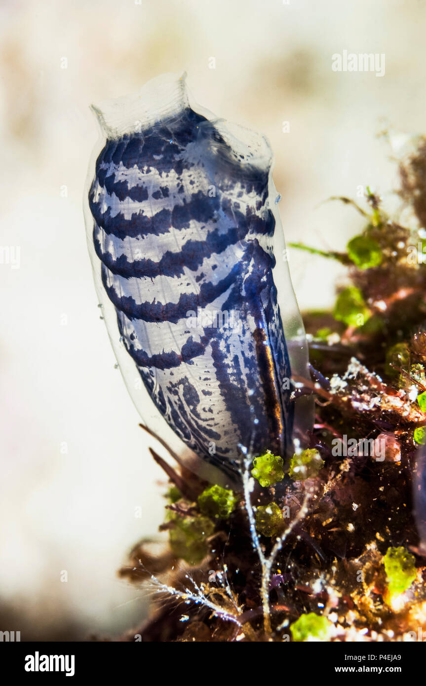 Blue club tunicate [Rhopalaea circula]. West Papua, Indonesia Stock ...