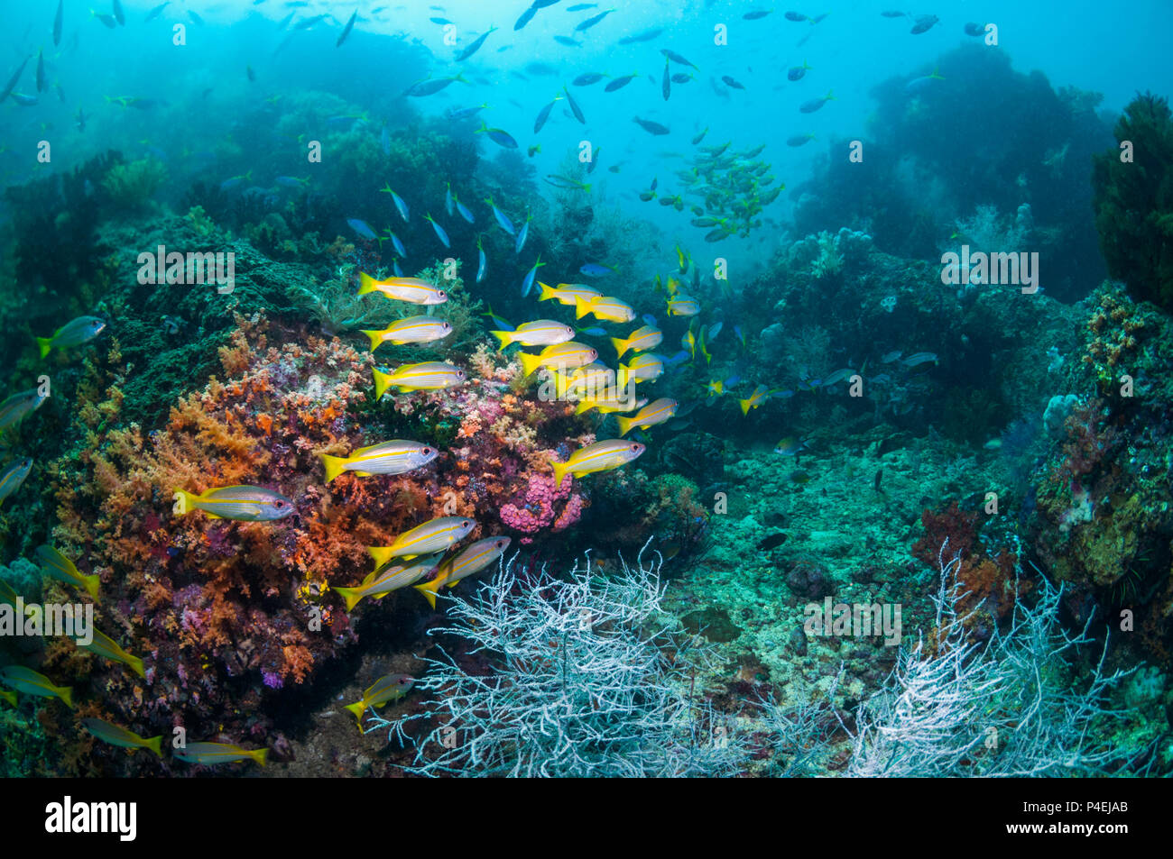 Coral reef scenery with Bigeye snappers [Lutjanus lutjanus]. West Papua ...