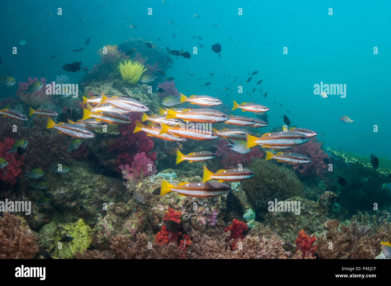Coral reef scenery with Two-spot banded snappers [Lutjanus biguttatus ...