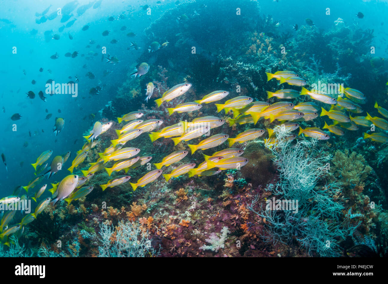 Coral reef scenery with Bigeye snappers [Lutjanus lutjanus]. West Papua ...