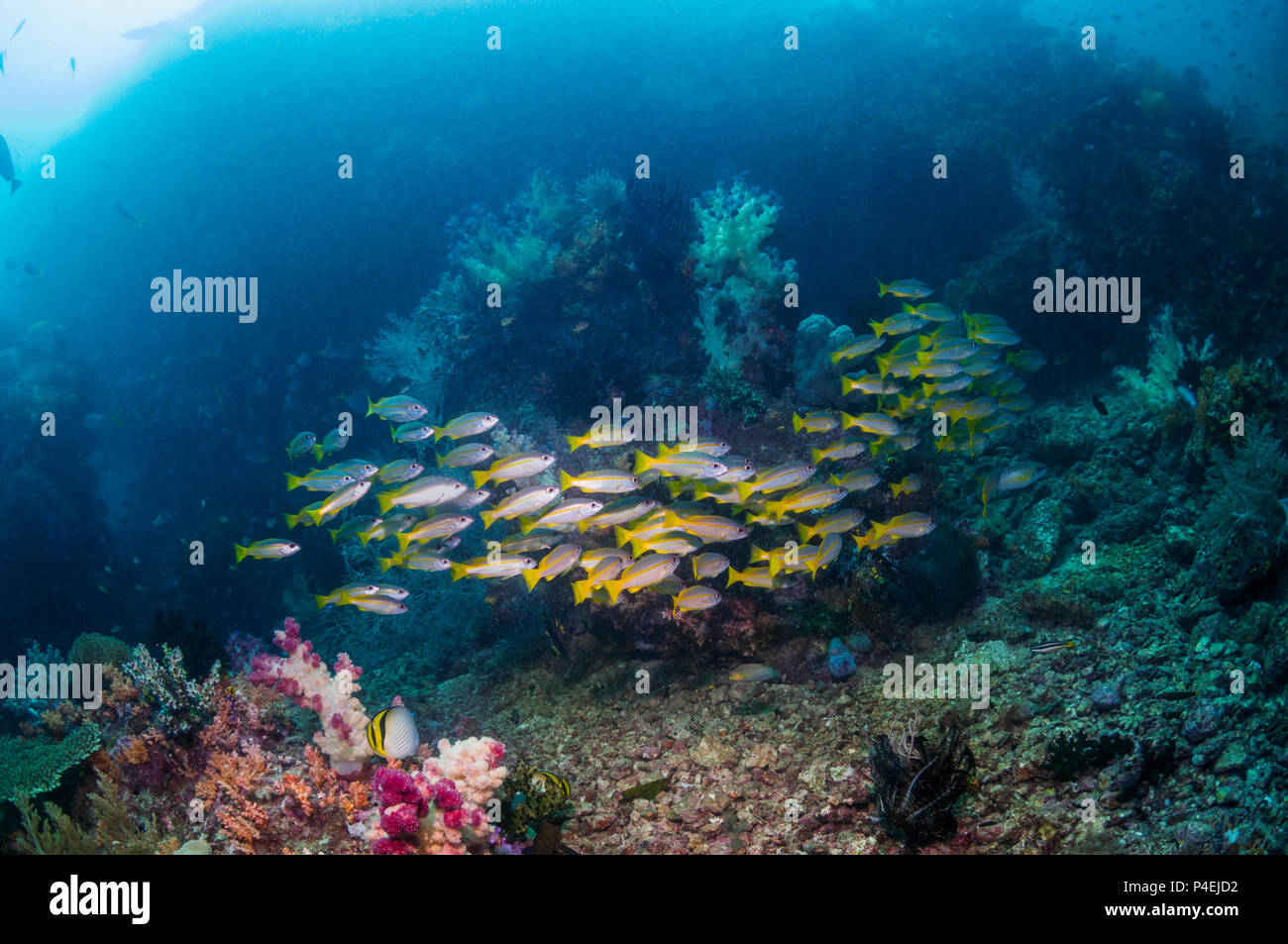 Coral reef scenery with Bigeye snappers [Lutjanus lutjanus]. West Papua ...