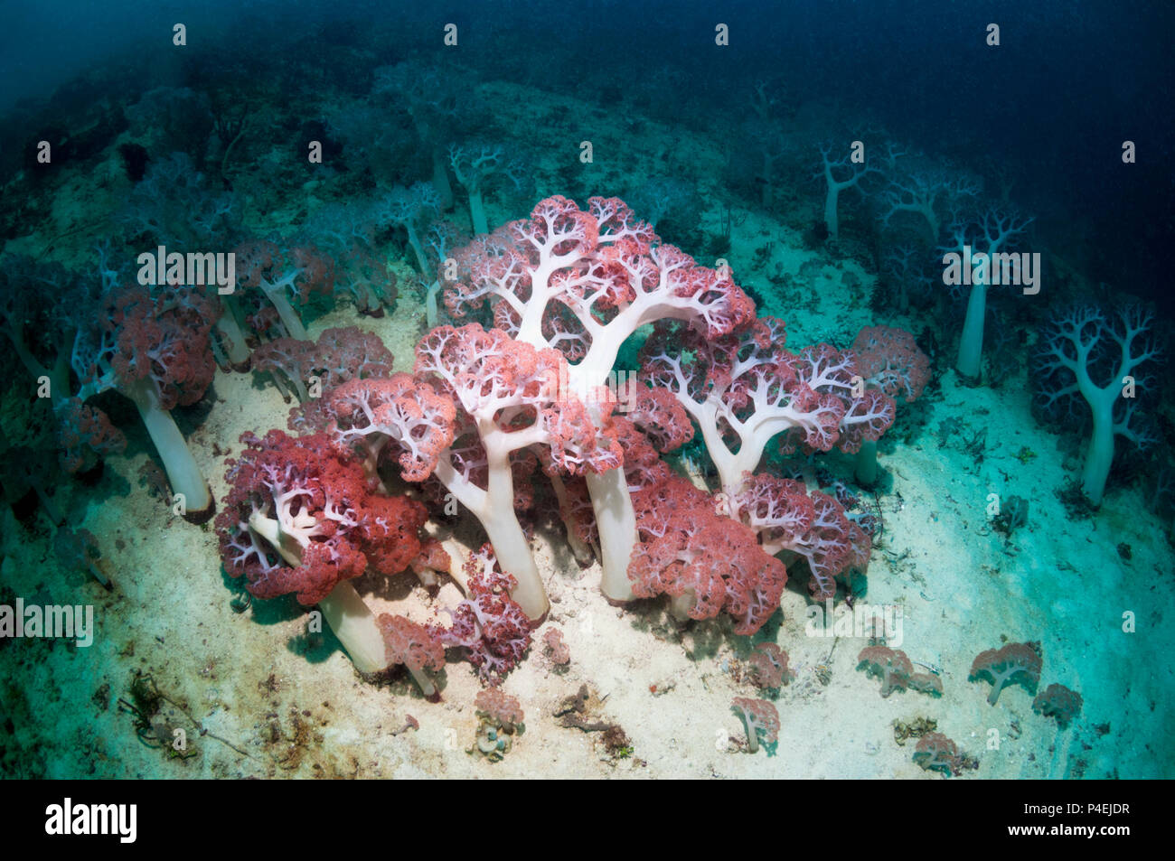 Coral reef scenery with soft corals [Dendronephthya sp.]. West Papua ...
