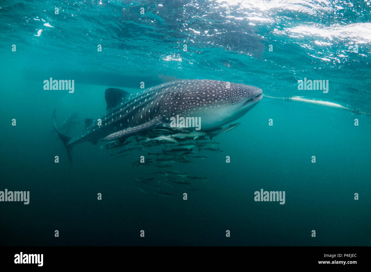 Mutualism Shark