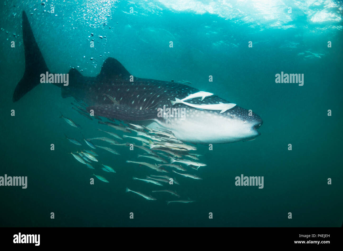 Bagan fishing platform hi-res stock photography and images - Alamy
