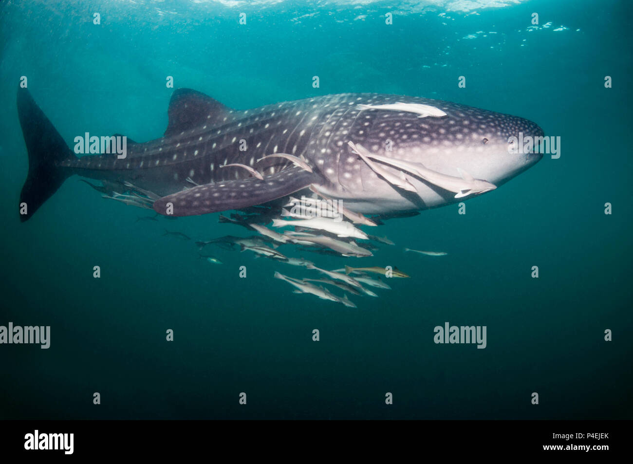 Whale shark [Rhincodon typus] with a large number of Remoras. Attracted ...
