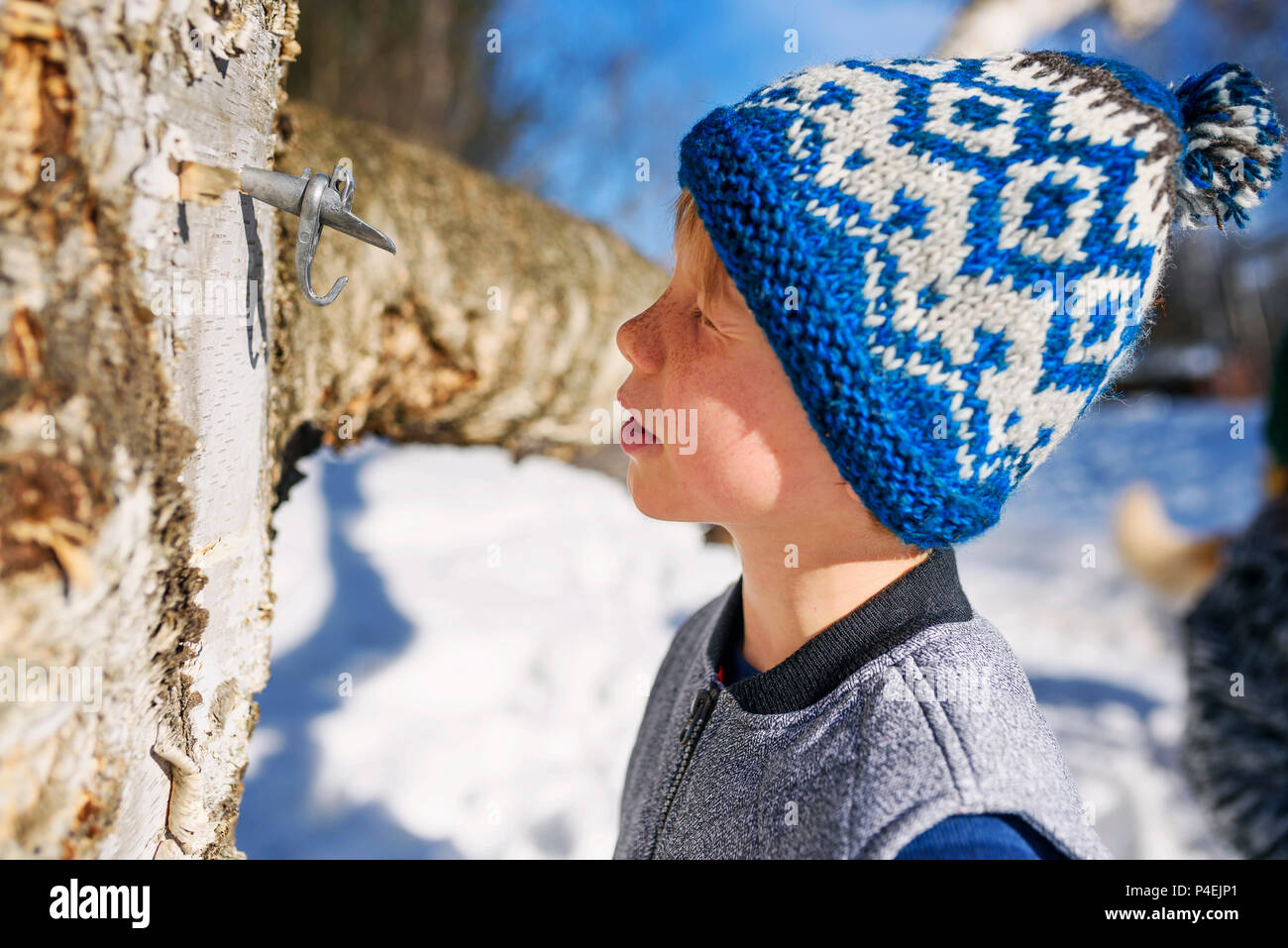 Boy looking at a tree that's been set up for tapping syrup Stock Photo ...