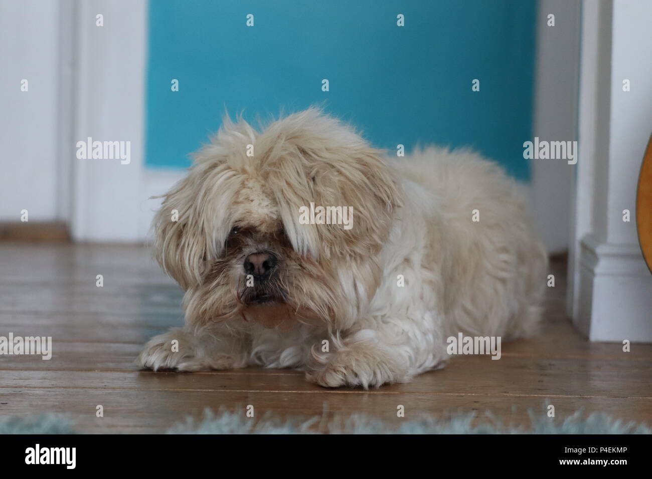 Tibetan apso hi-res stock photography and images - Alamy