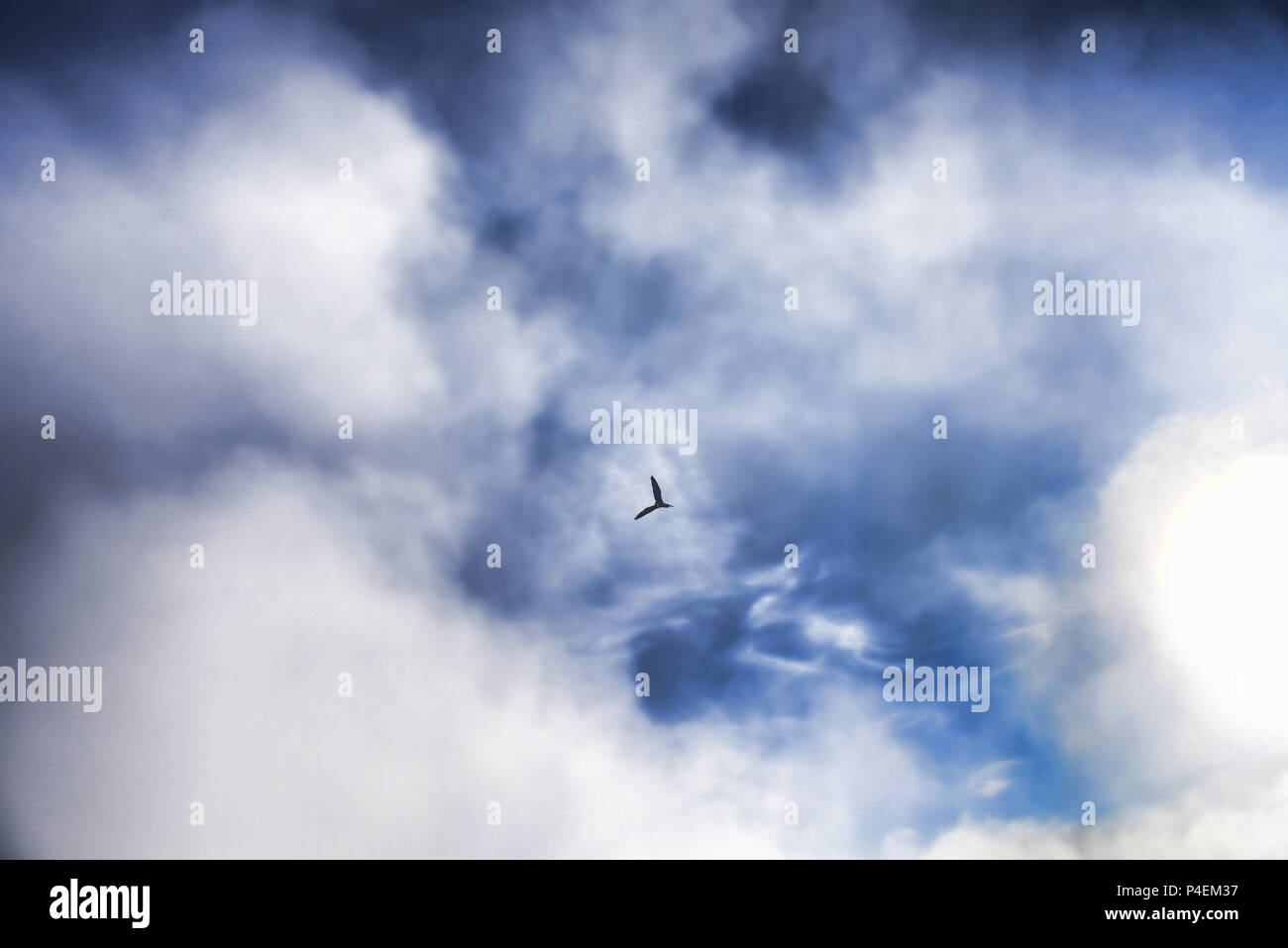 Bird low angle hi-res stock photography and images - Alamy