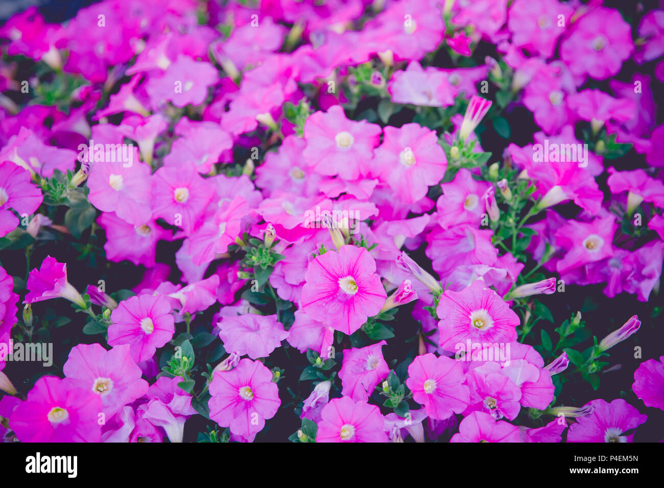 Beautiful pink flowers close up Stock Photo - Alamy