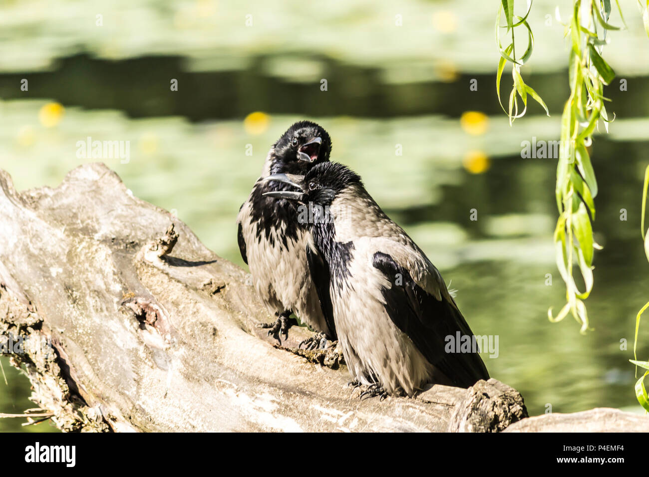 Crow wing hi-res stock photography and images - Alamy