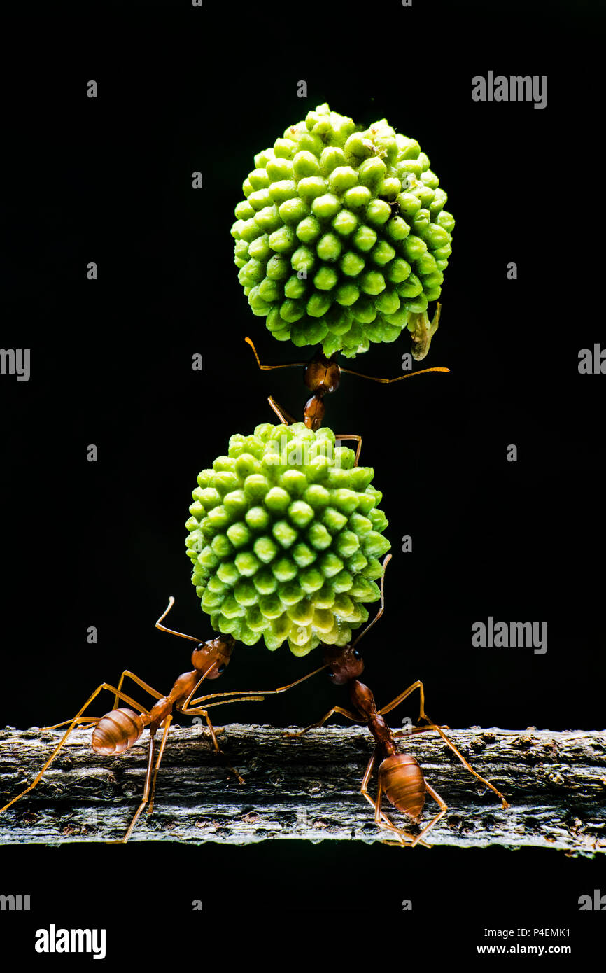 Three ants carrying part of a plant, Indonesia Stock Photo - Alamy