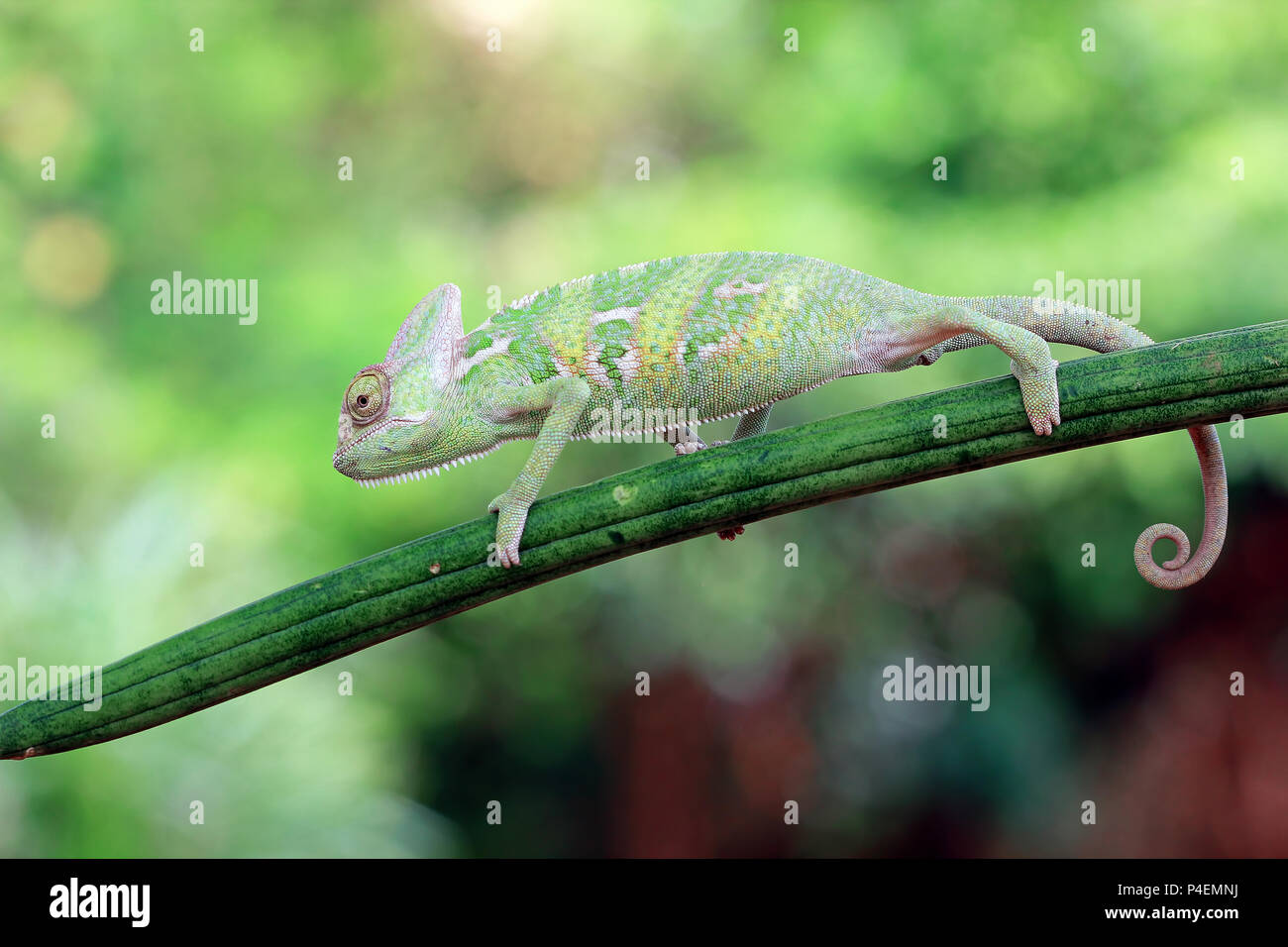 Side view of a chameleon hi-res stock photography and images - Alamy