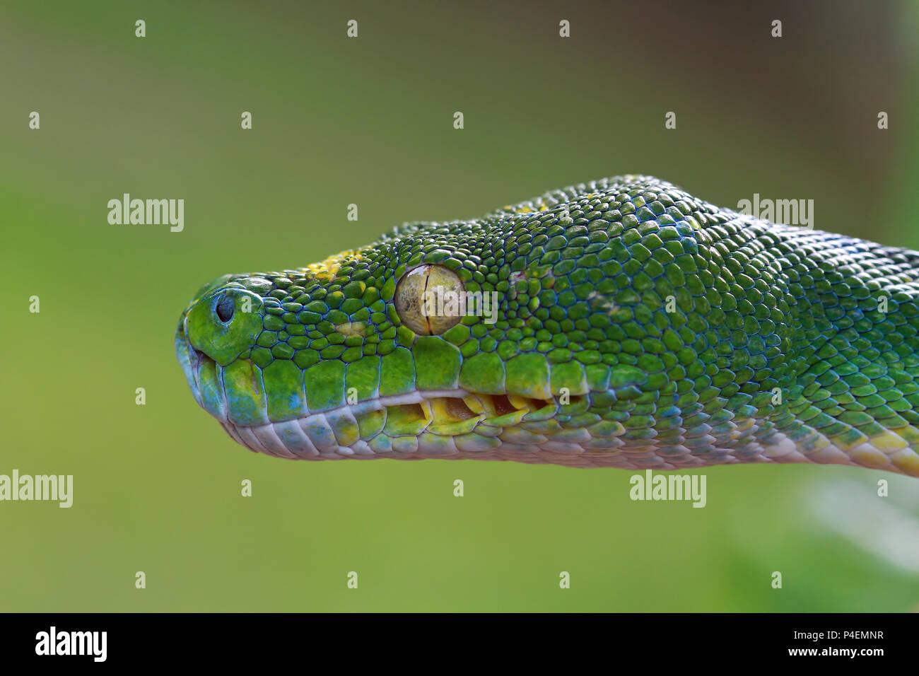 Green tree python head hi-res stock photography and images - Alamy Green tree python head hi-res stock photography and images - Alamy
