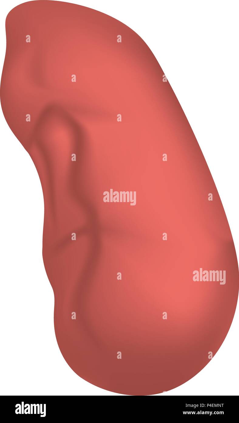 Spleen mockup, realistic style Stock Vector Image & Art - Alamy