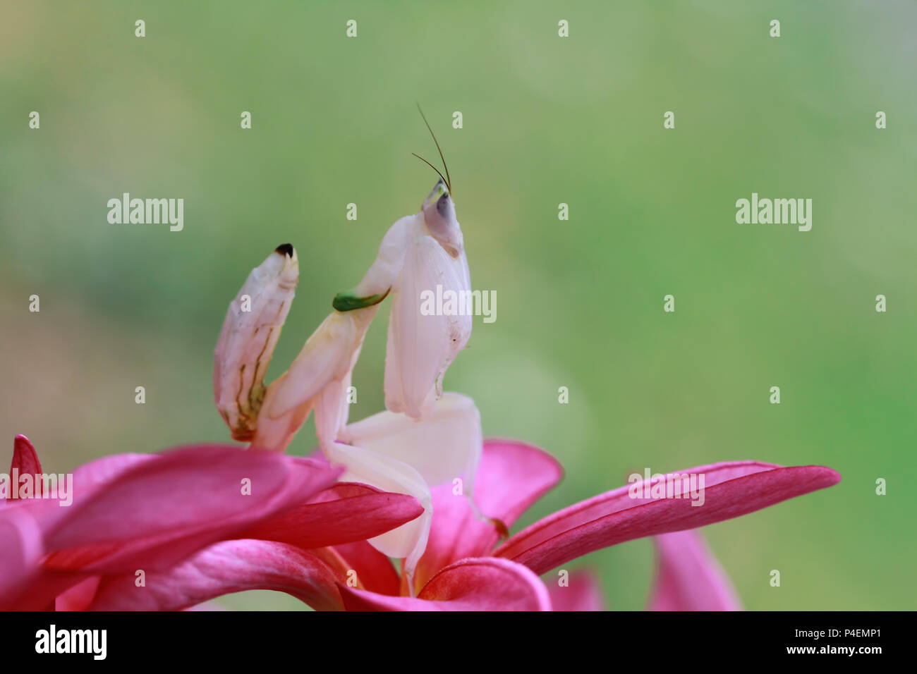 Mantis flower hi-res stock photography and images - Alamy