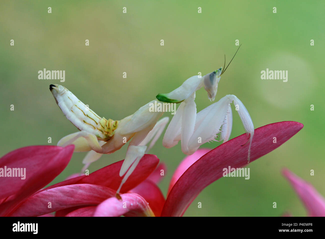 Flower flower hi-res stock photography and images - Alamy