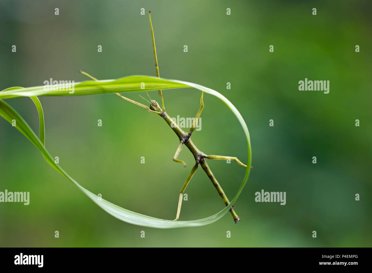 Stick insect on a leaf Stock Photo - Alamy