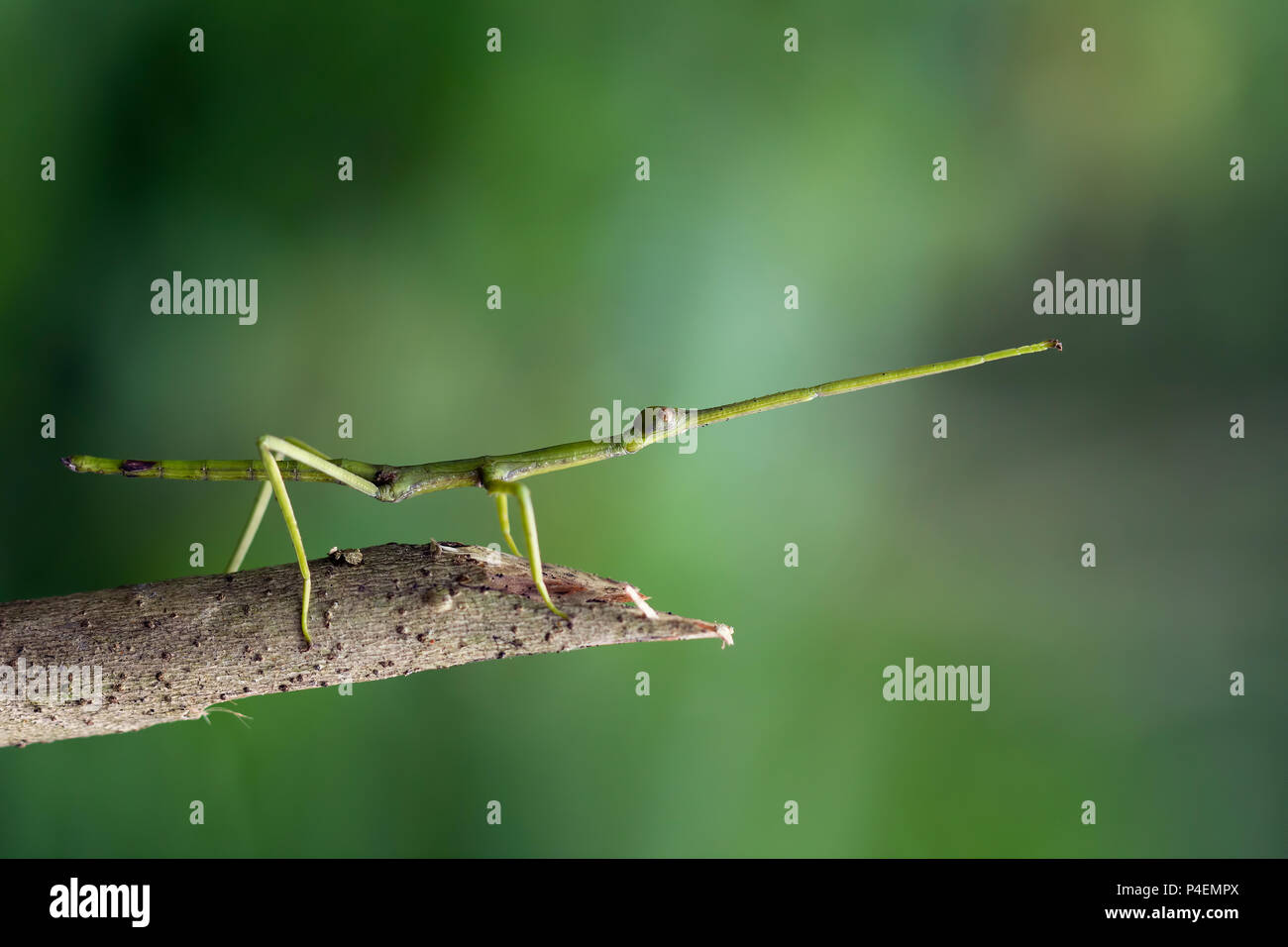 Stick insect on a branch Stock Photo - Alamy