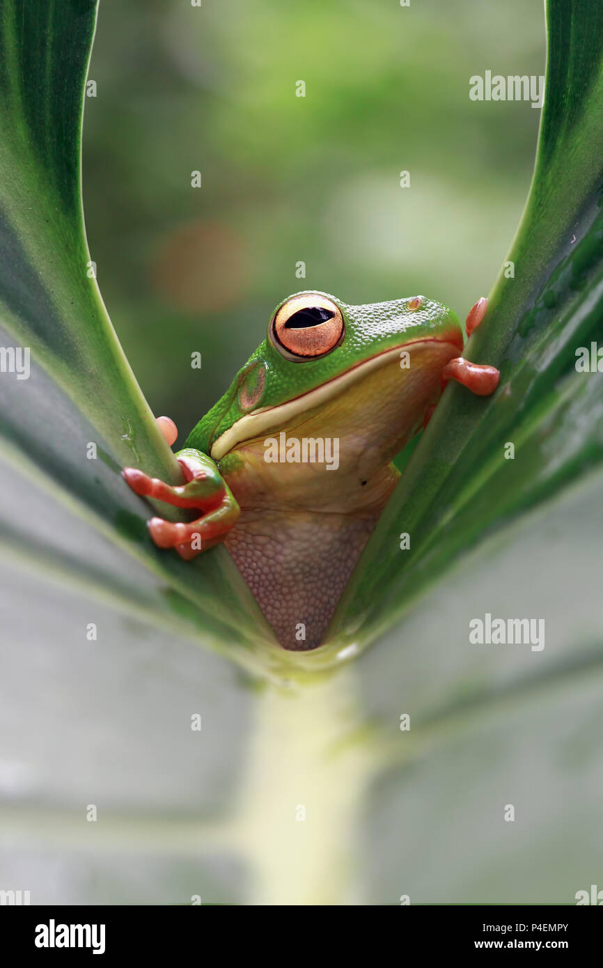 White-lipped tree frog on a leaf Stock Photo - Alamy