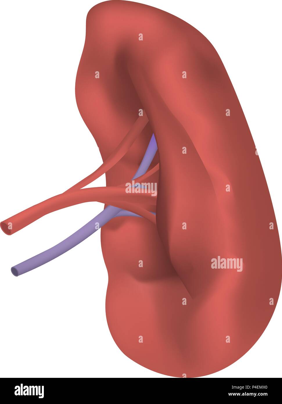 Anatomica Stock Vector Images - Alamy