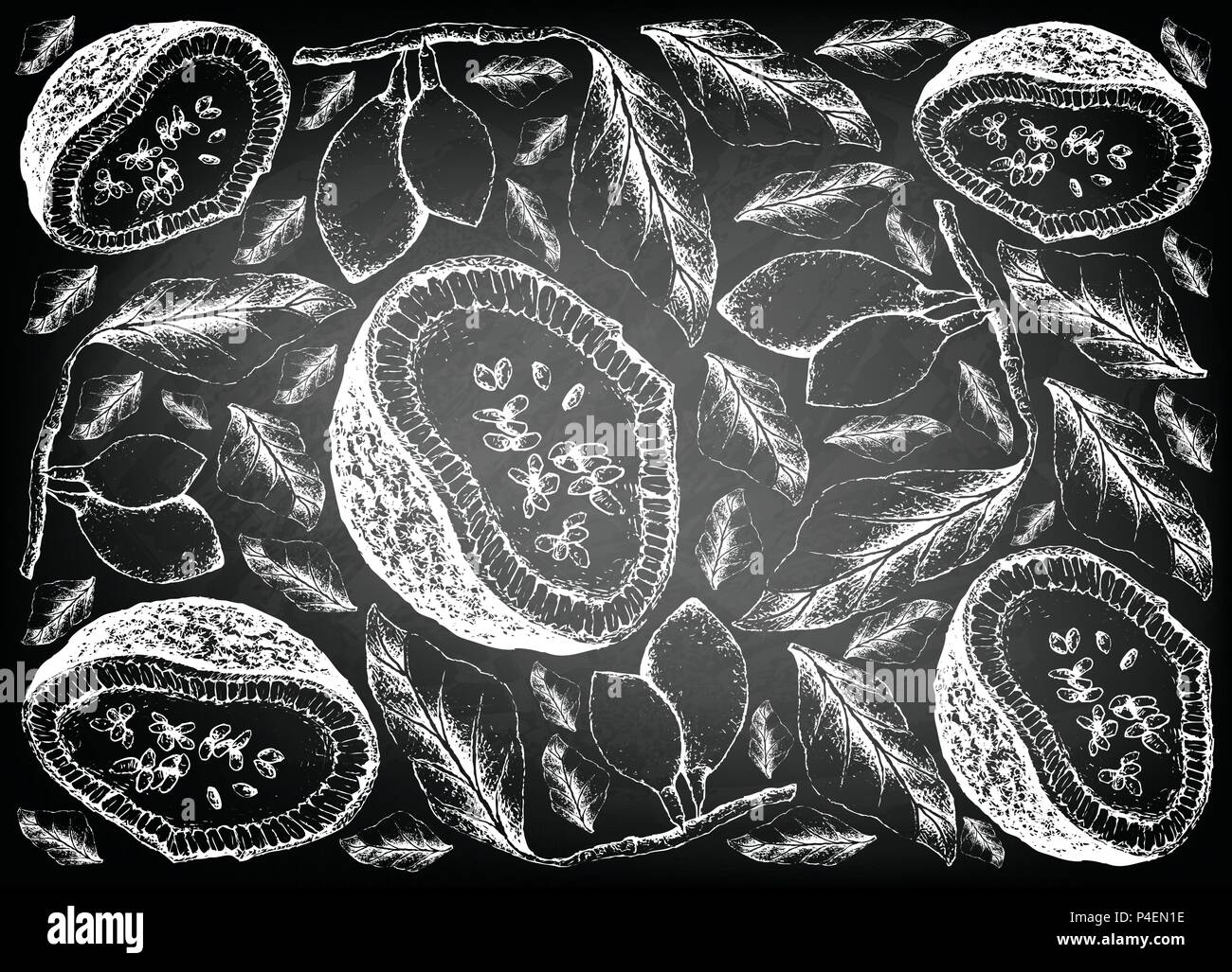 Tropical Fruit, Illustration Wallpaper Background of Hand Drawn Sketch ...