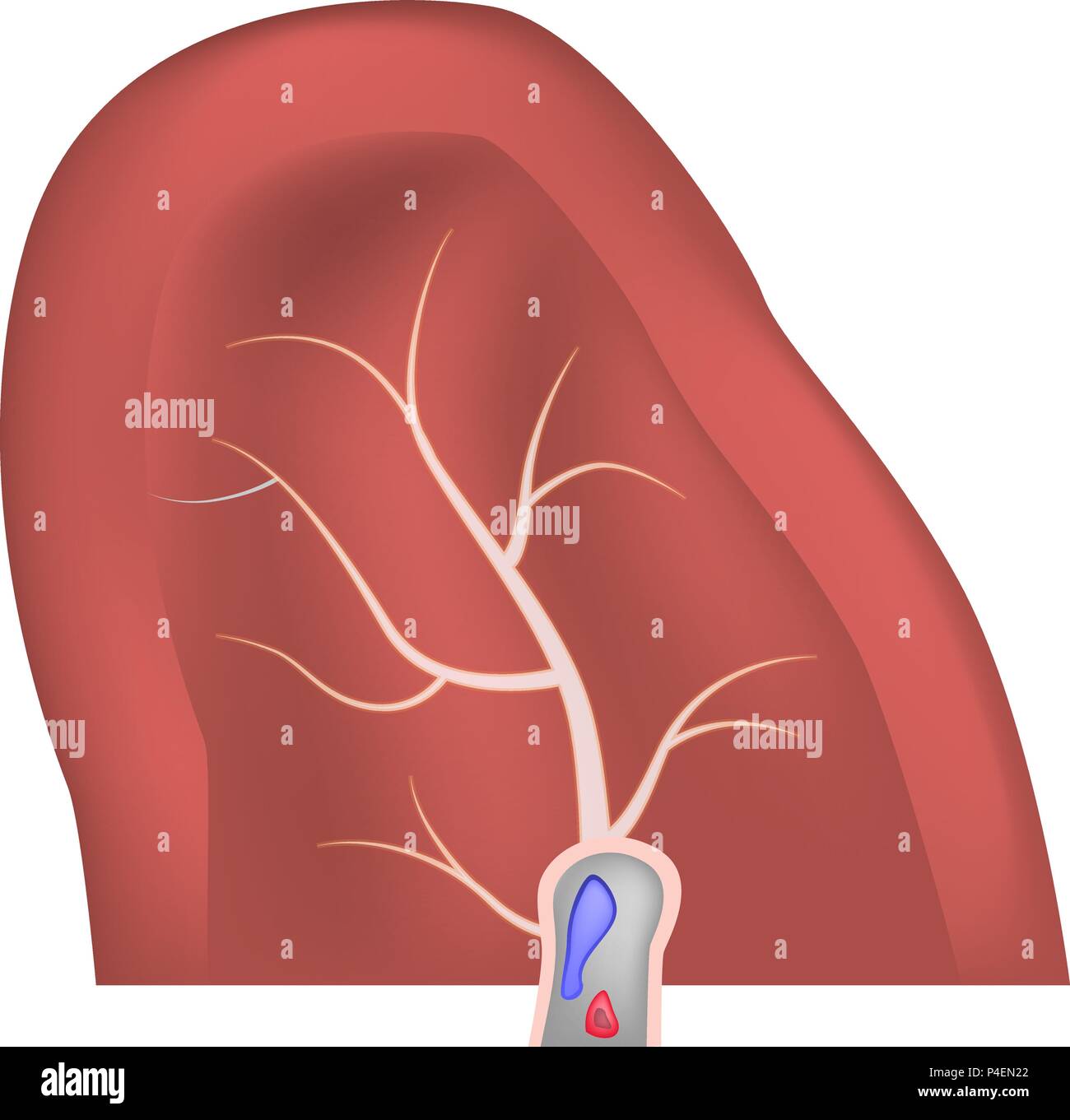 Spleen Image Stock Photos & Spleen Image Stock Images - Alamy