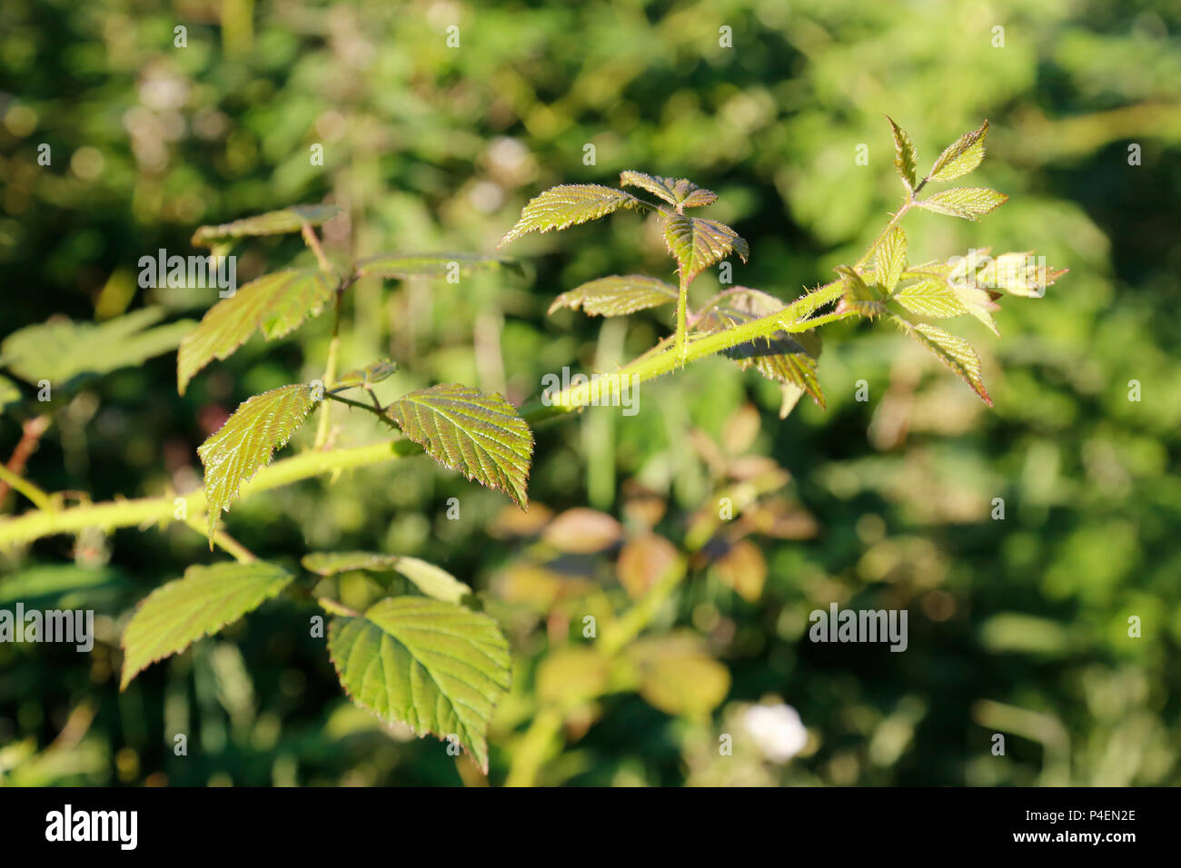 Bramble leaf hi-res stock photography and images - Alamy