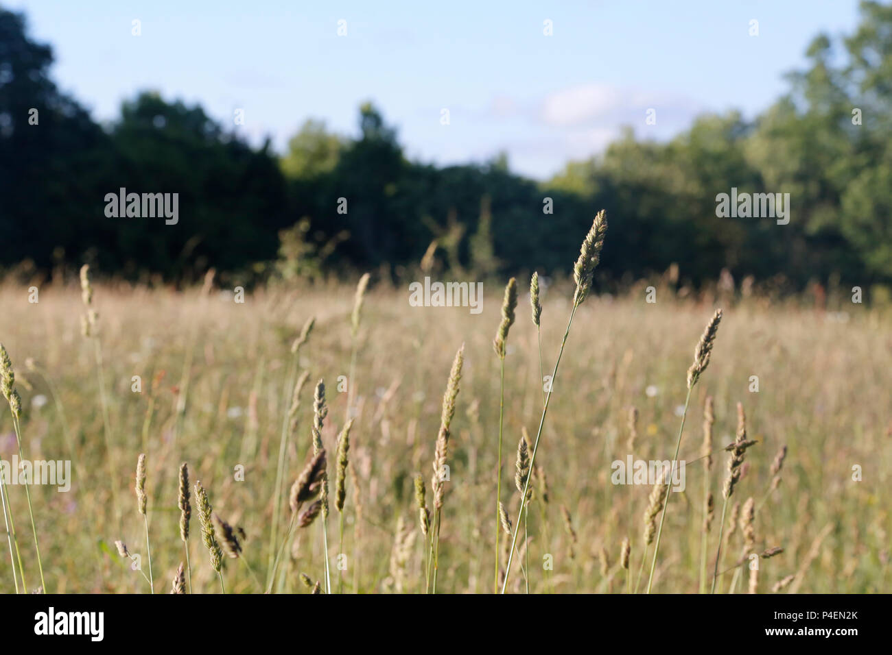 Tall grass field hi-res stock photography and images - Alamy