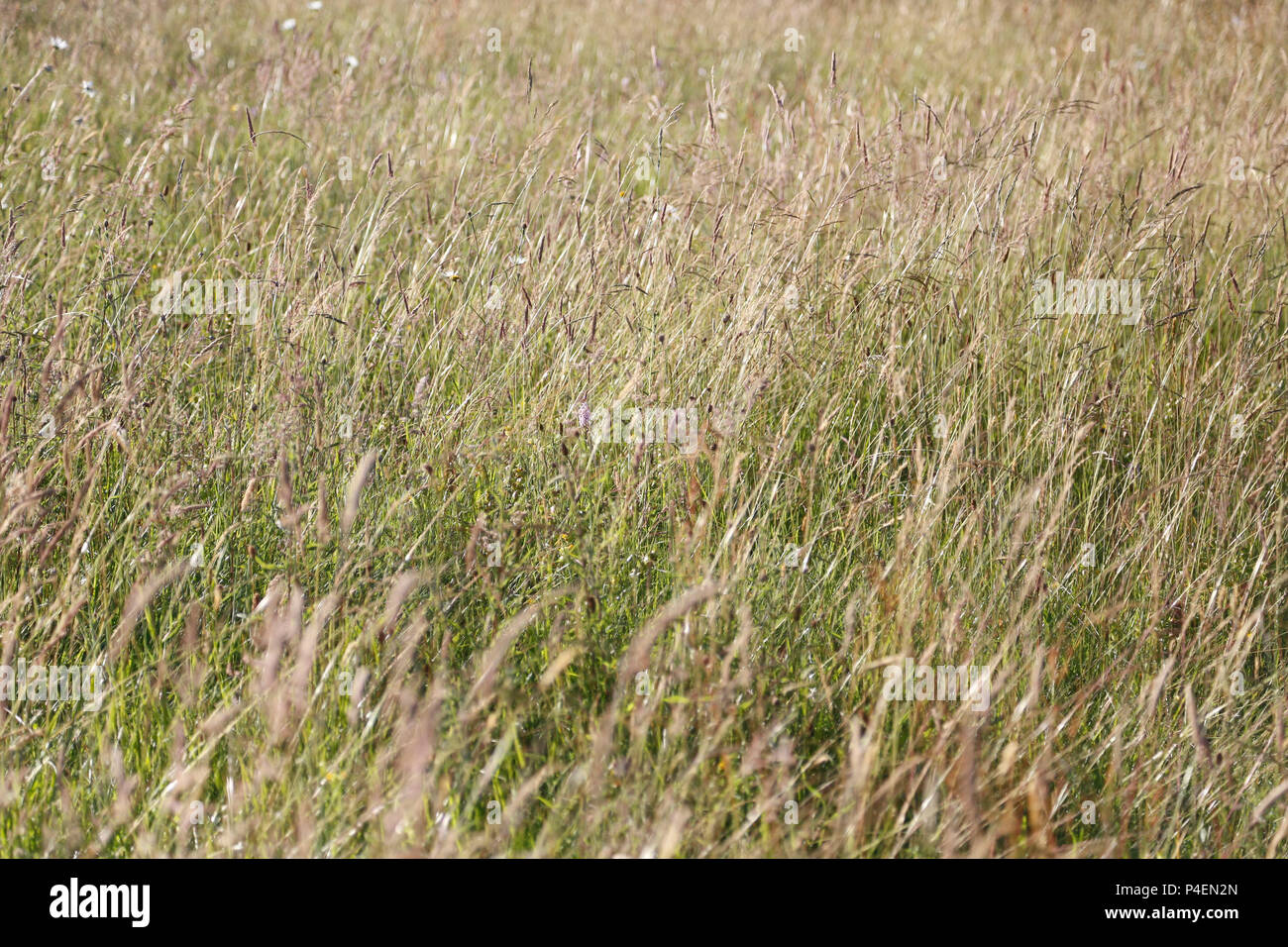 field of tall grass Stock Photo - Alamy