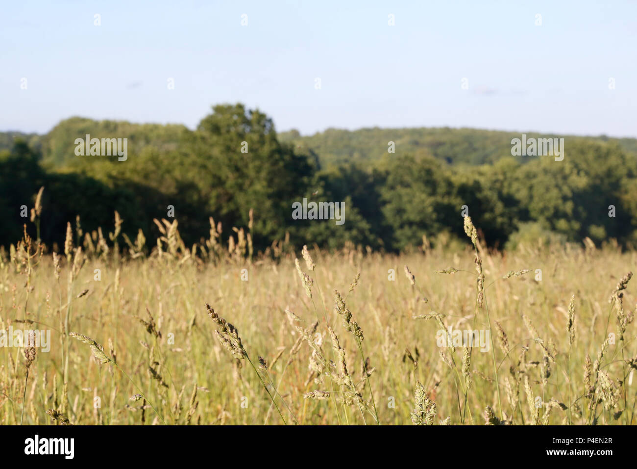 field of tall grass Stock Photo - Alamy