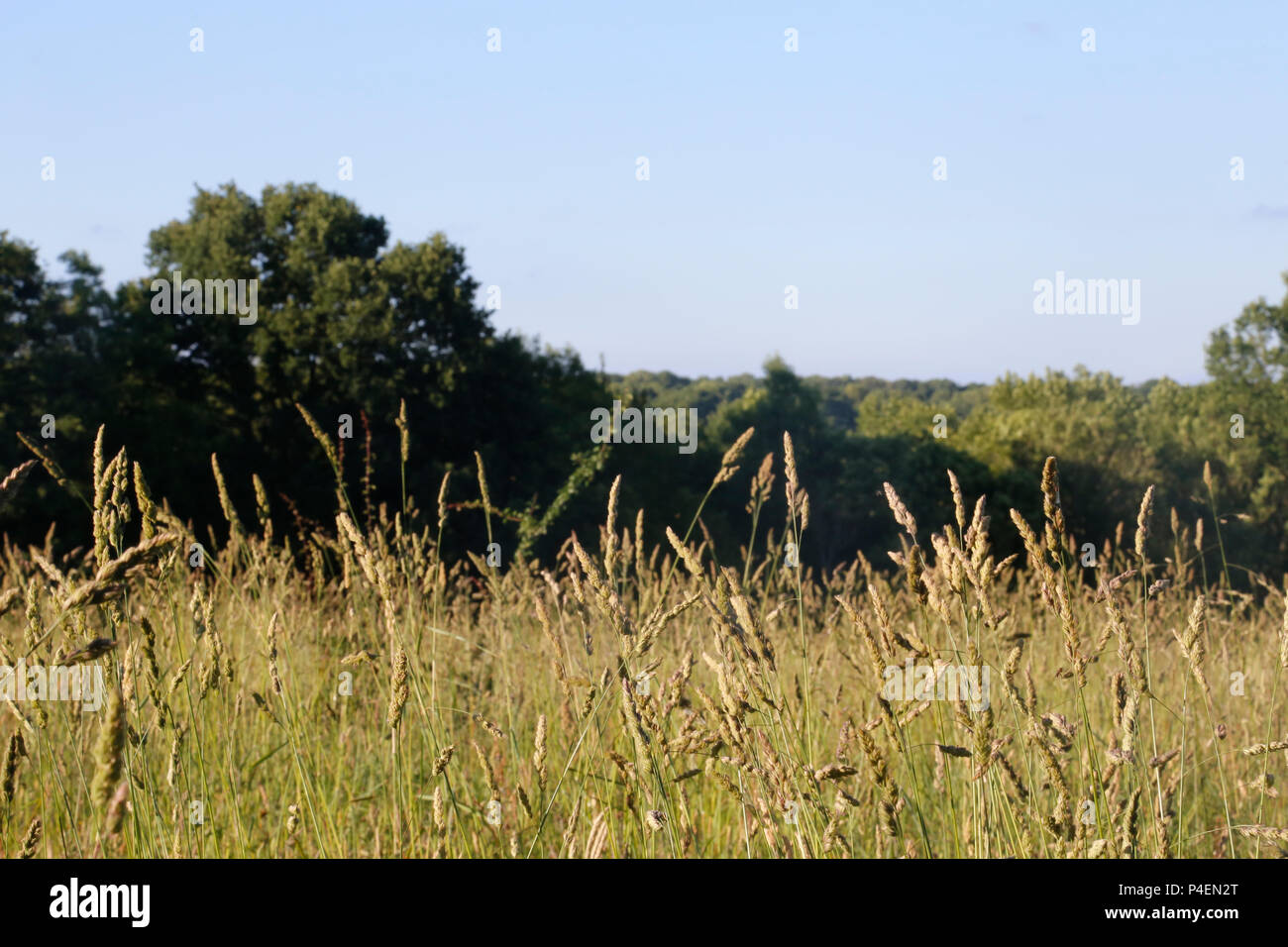 field of tall grass Stock Photo - Alamy