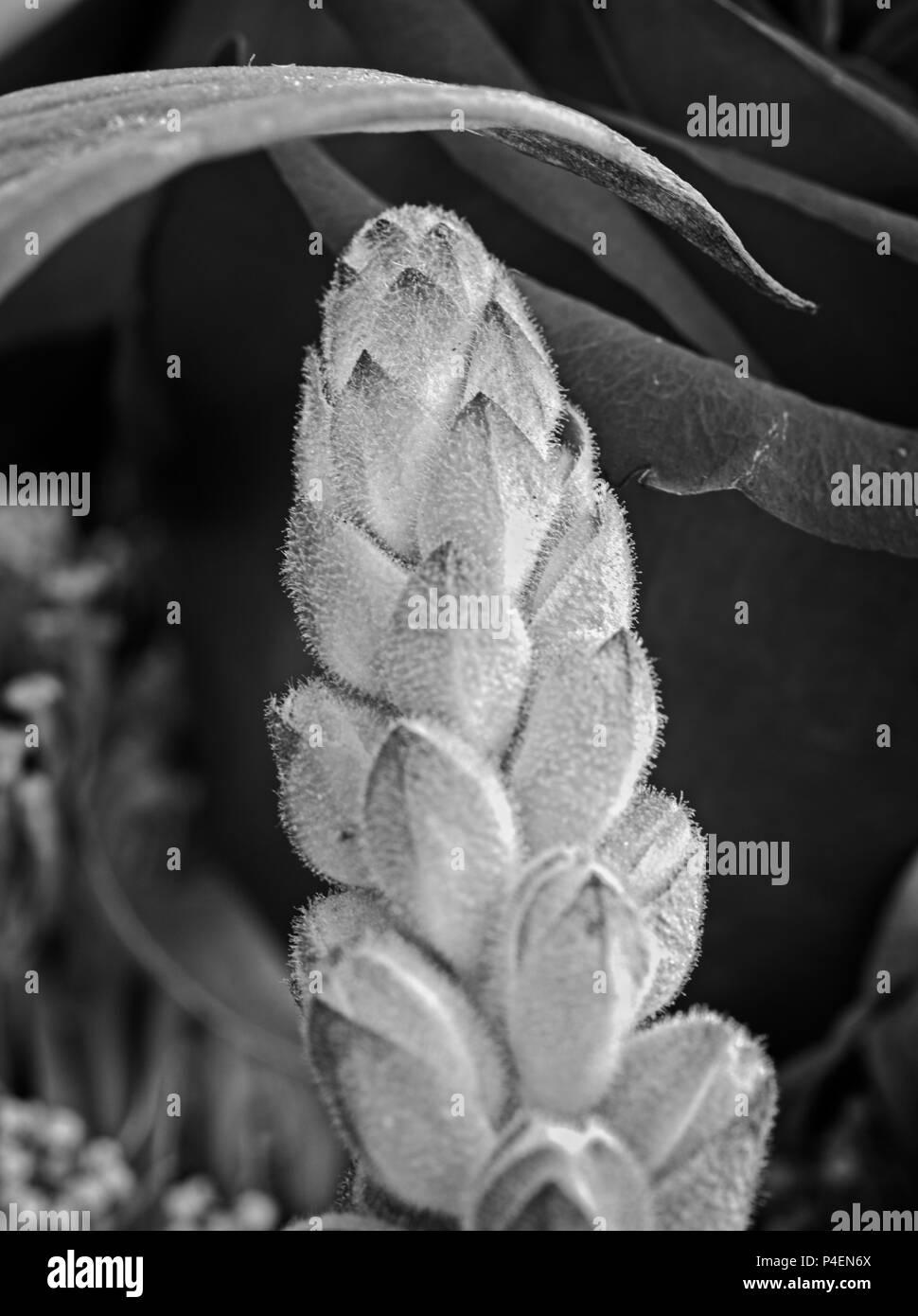 Wonderful rose Black and White Stock Photos & Images - Alamy