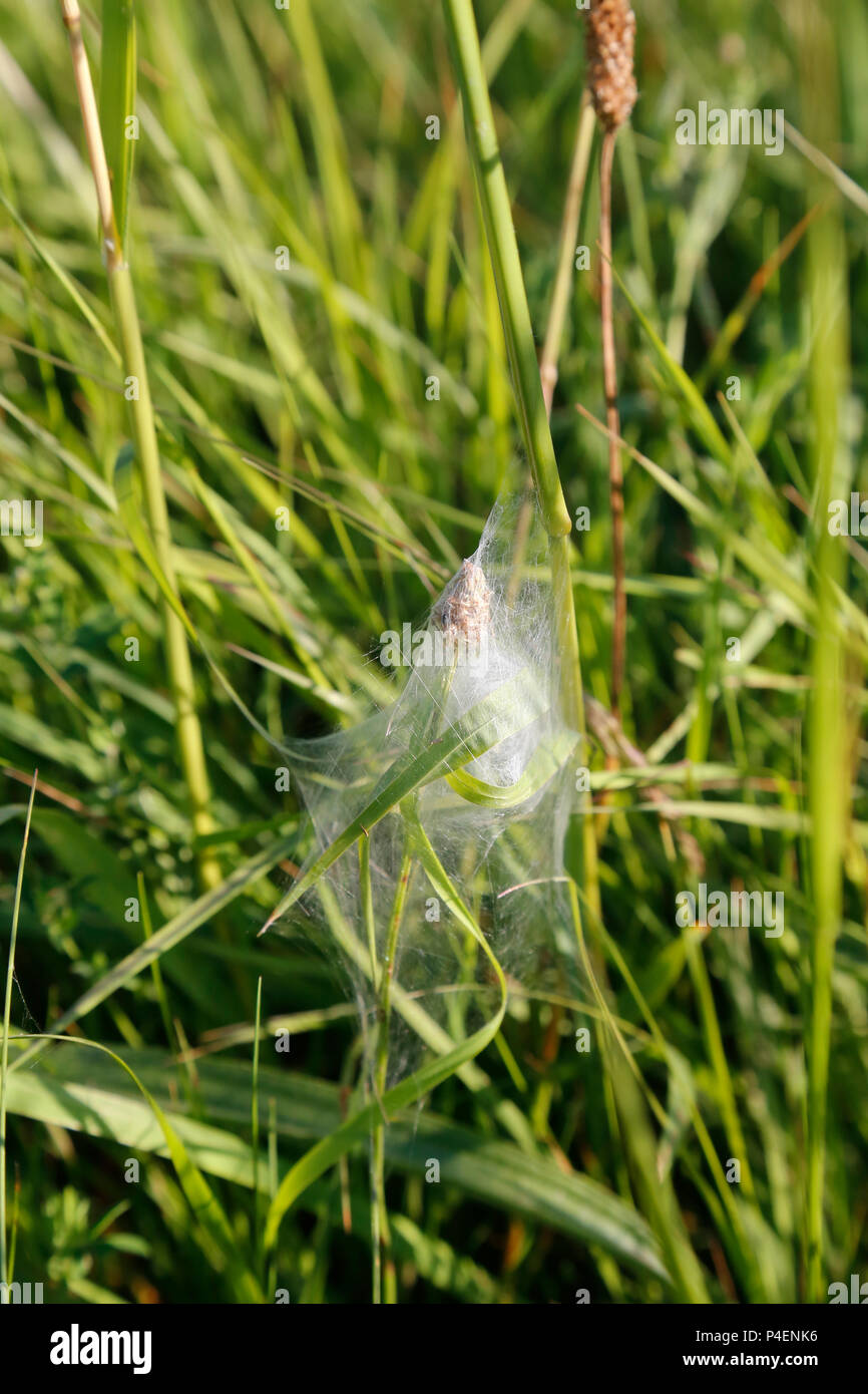 Spider web on plant in grass Stock Photo - Alamy