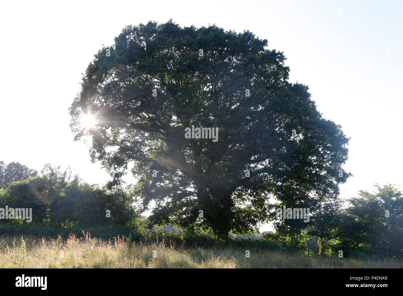 Sun behind green leaves tree hi-res stock photography and images - Alamy