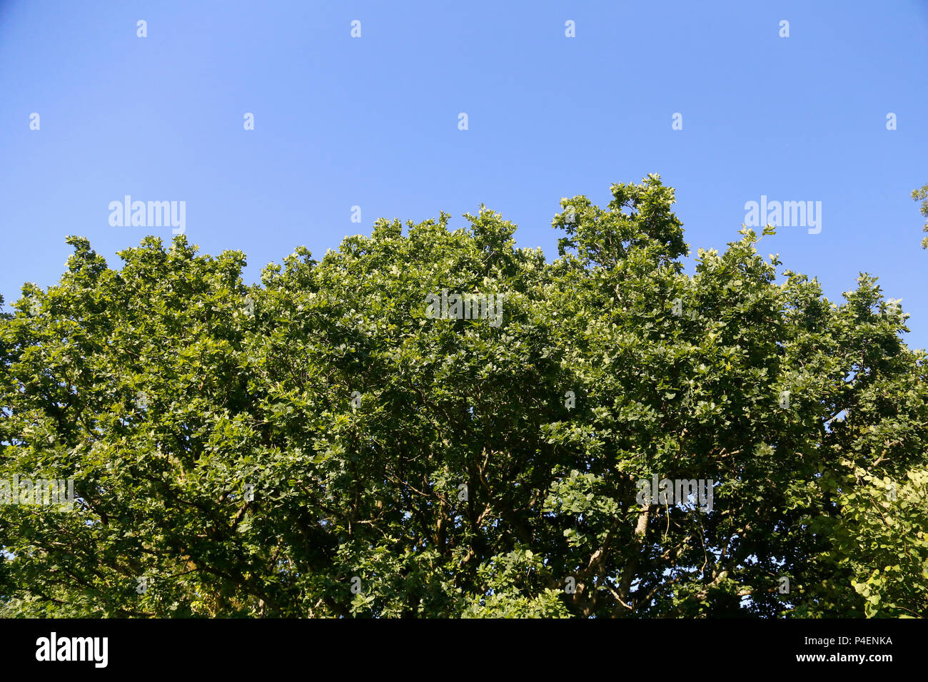 Tree tops path hi-res stock photography and images - Alamy