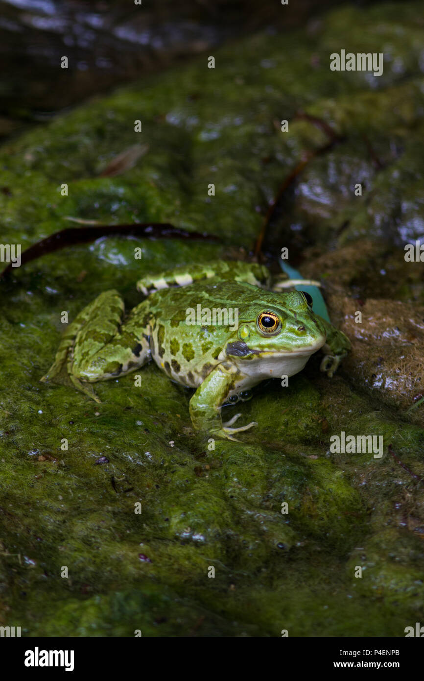 Eurasian Marsh Frog (Pelophylax ridibundus) on a rock in a pond in Krka ...
