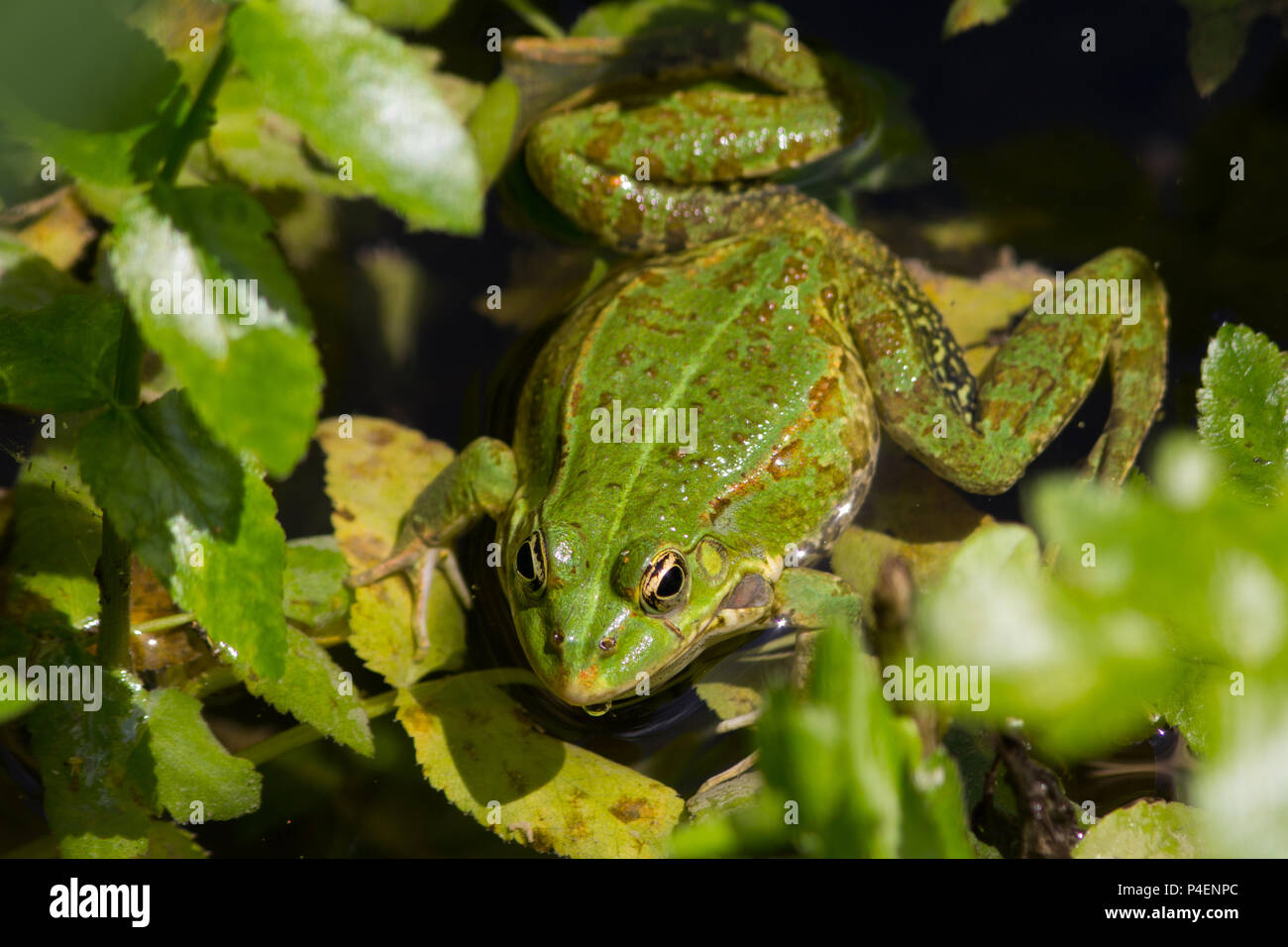 Eurasian Marsh Frog (Pelophylax ridibundus) in a pond in Krka National Park, Croatia Stock Photo ...