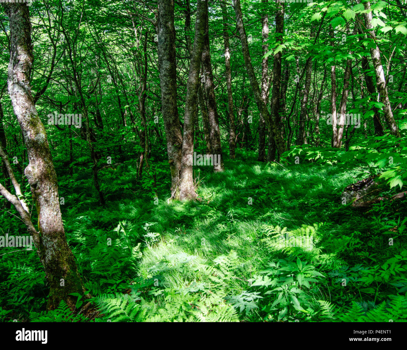 Light shines through to illuminate ferns in the woods Stock Photo - Alamy