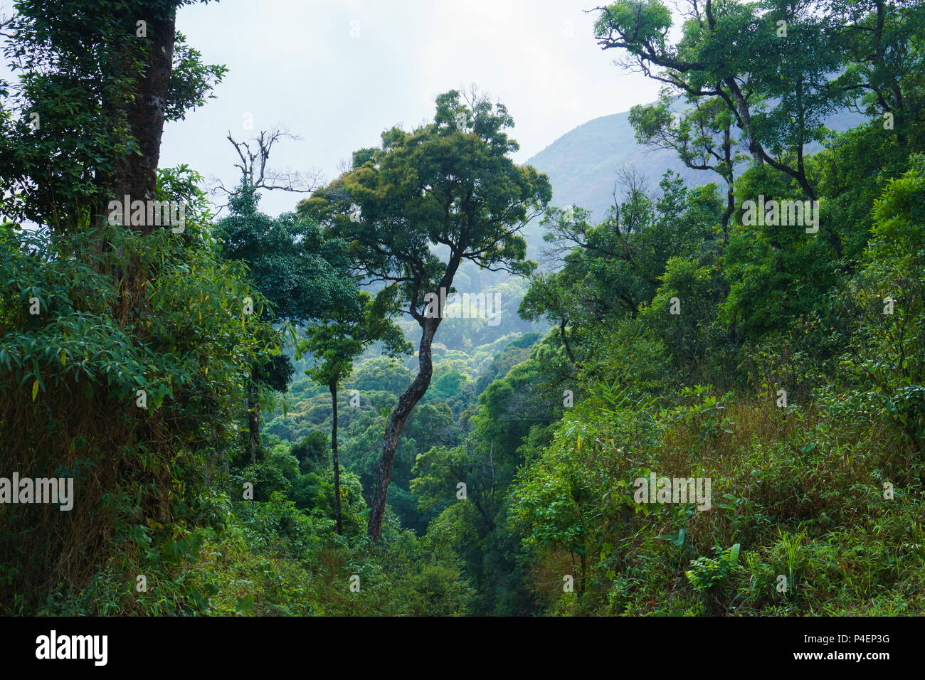The rich forest is called the rainforest Stock Photo - Alamy