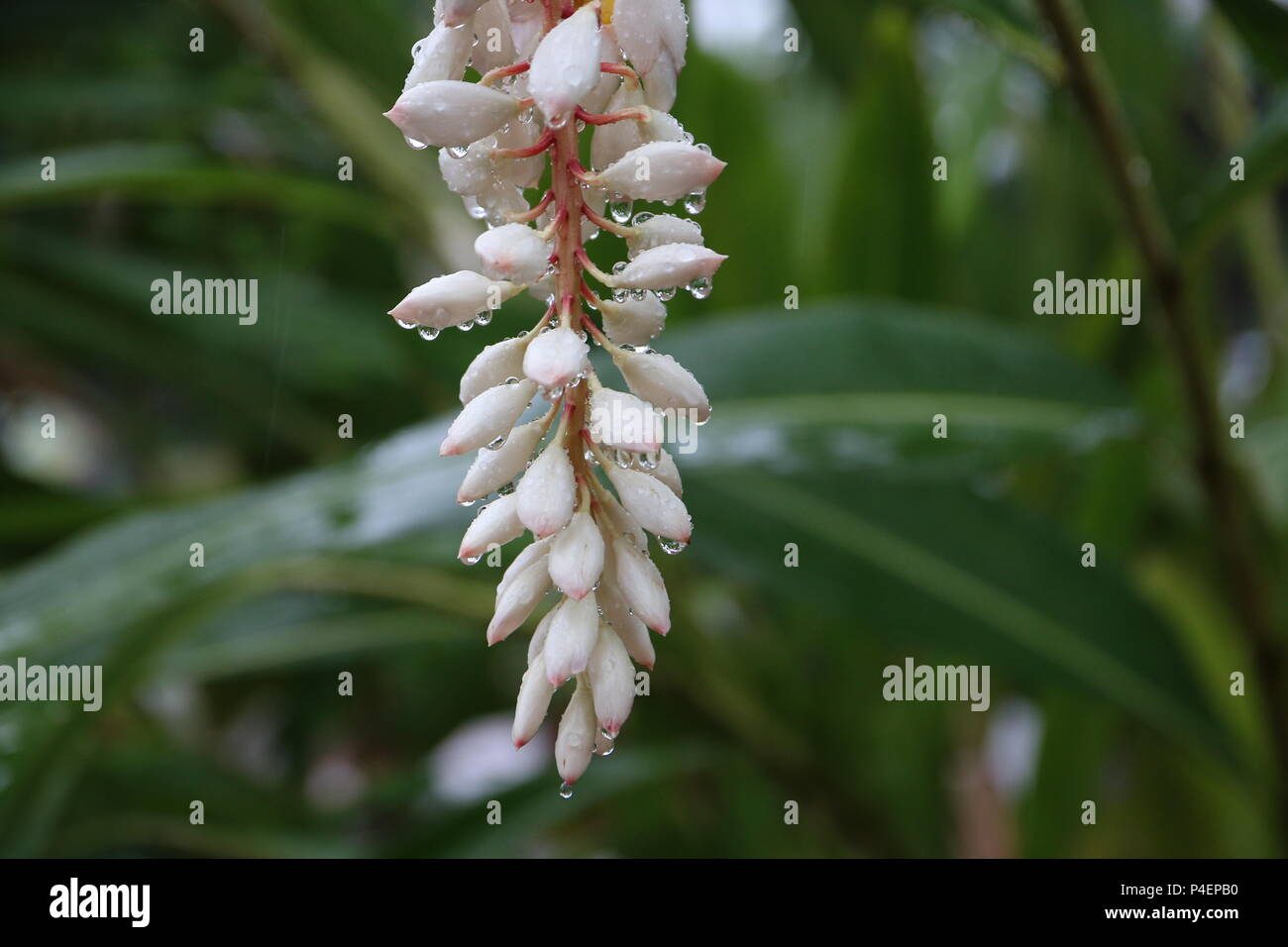 Tree lupin sea hi-res stock photography and images - Alamy