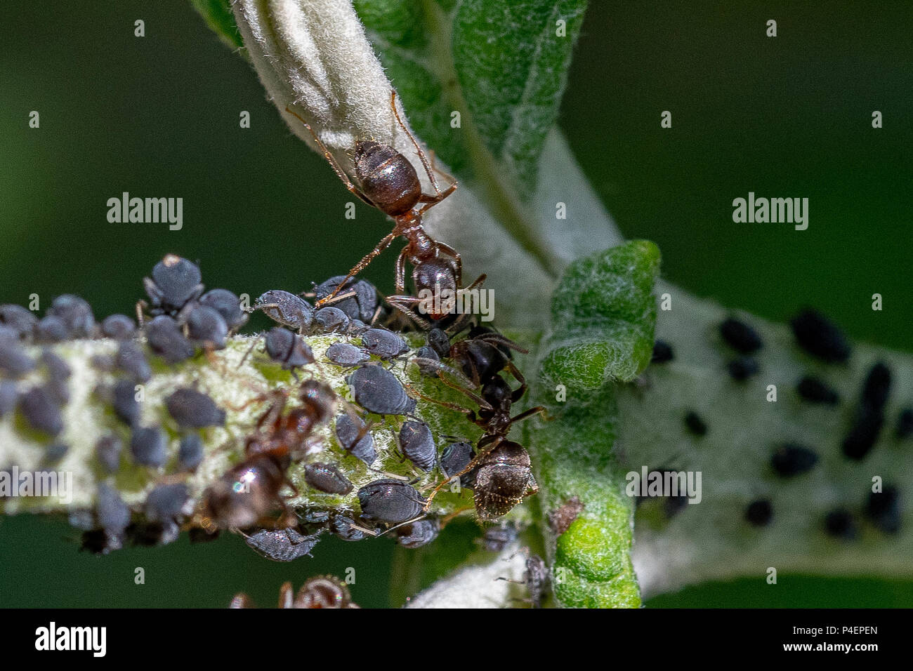 Ants manage aphids on a garden shrub Stock Photo - Alamy